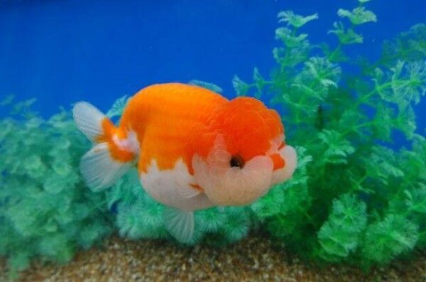 Top 10 Loại Cá Đắt Giá Và Quý Hiếm Nhất Việt Nam