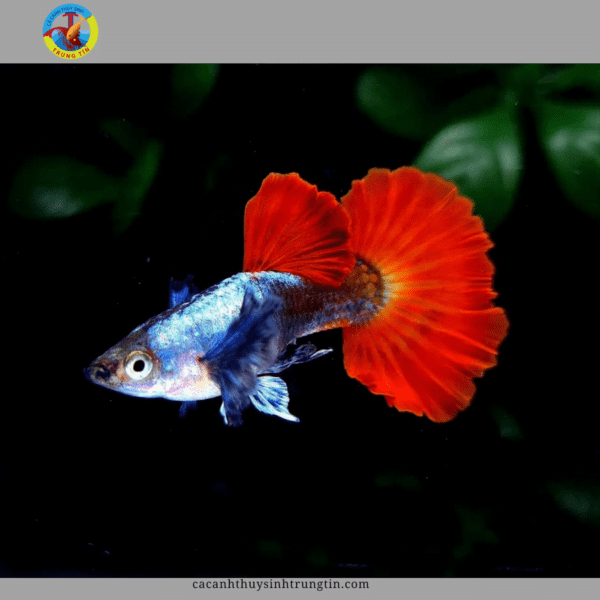 Cá Bảy Màu Dumbo Red Tail Size M - Vẻ Đẹp Huyền Diệu