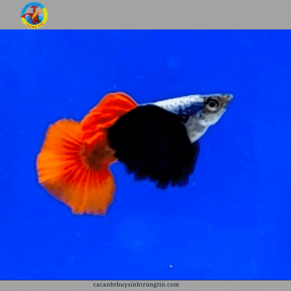 Cá Bảy Màu Dumbo Red Tail Size M - Vẻ Đẹp Huyền Diệu