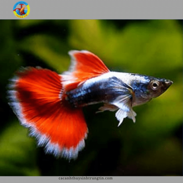 Cá Bảy Màu Dumbo Red Tail Size M - Vẻ Đẹp Huyền Diệu