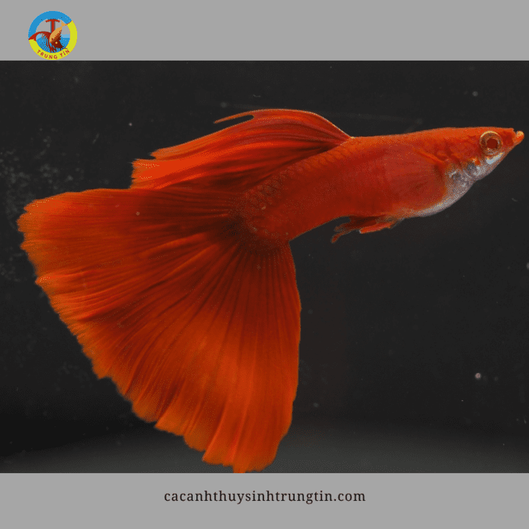 Cá Bảy Màu Full Red (Lẻ) - Sắc Đỏ May Mắn Cho Bể Cá