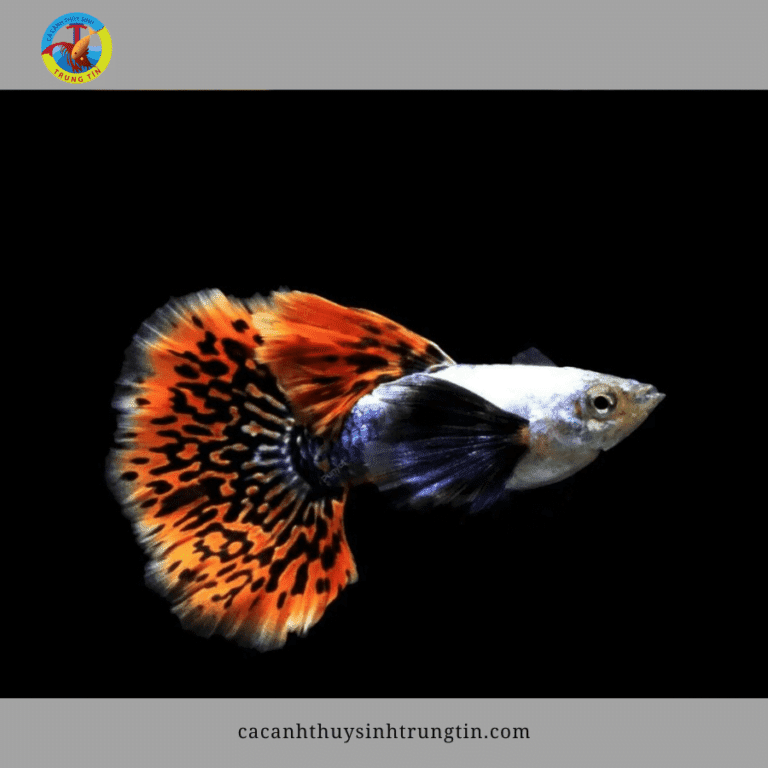 Cá Bảy màu Rồng Đỏ Lẻ - Red Guppy Dragon