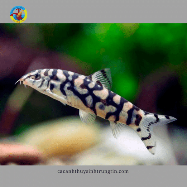 Top 30+ Các Loại Cá Cảnh Nhỏ Rẻ Tiền Dễ Nuôi cho người mới