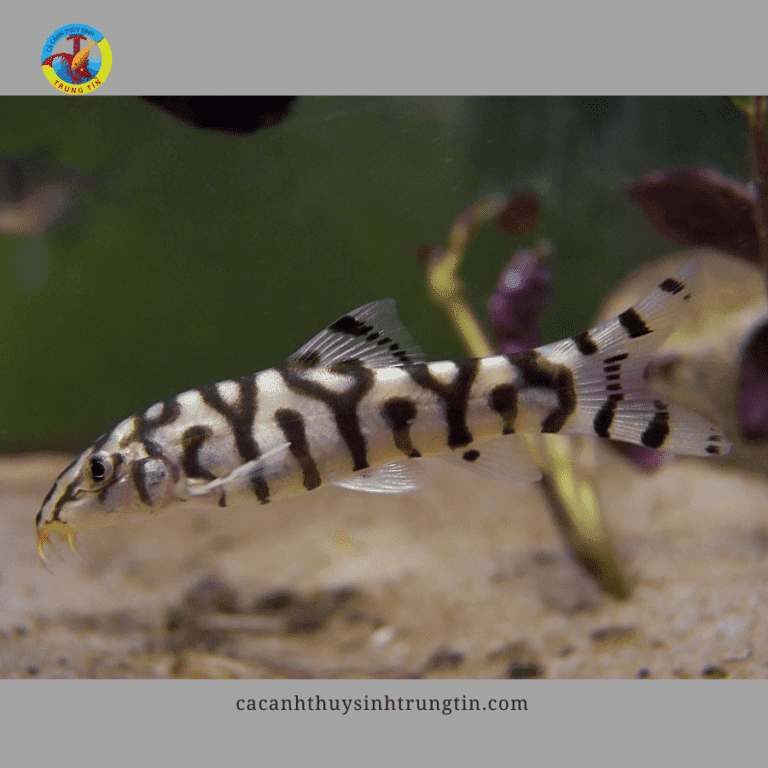 Cá Chuột Botia - Lohachata Botia Loaches