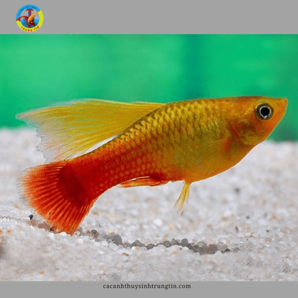 Cá Lóc Red Barito (Channa baramensis), đặc điểm, cách nuôi, giá