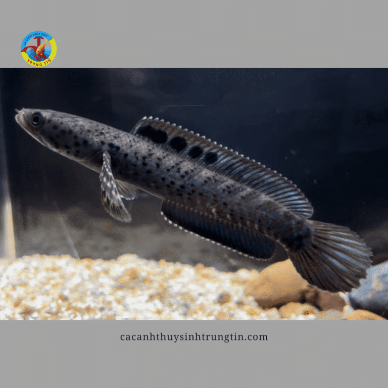 Cá Lóc Trân Châu Đẹp - Cách Nuôi & Chăm Sóc A-Z