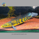 Cá Lóc Vẩy Rồng Vàng Yellow Sentarum - Cách Nuôi - Giá Cả?