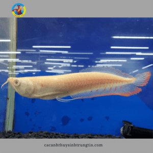 Cá Rồng Ngân Long Abino (Plakatinum Arowana) - Cá Cảnh Thủy Sinh Trung Tín