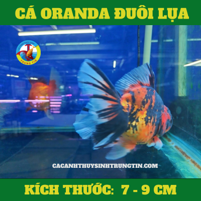 Cá Oranda Đuôi Lụa (Hàng nhập) - Cá Cảnh Thủy Sinh Trung Tín