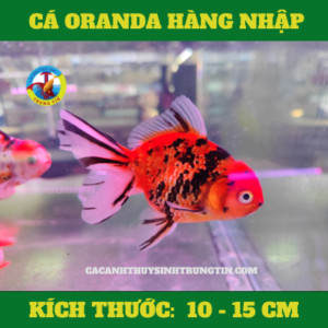Cá Oranda Đuôi Lụa (Hàng nhập) - Cá Cảnh Thủy Sinh Trung Tín