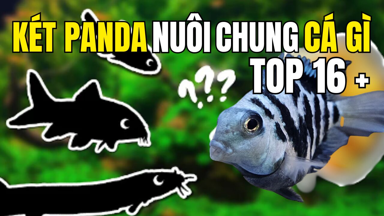 Cá két panda nuôi với chung cá gì, tại sao? - Cá Cảnh Thủy Sinh Trung Tín
