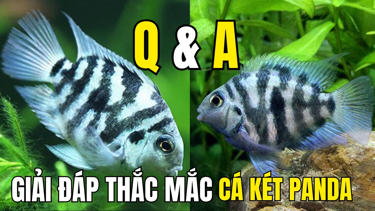 Q&A Về Cá Két Panda - Cá Cảnh Thủy Sinh Trung Tín