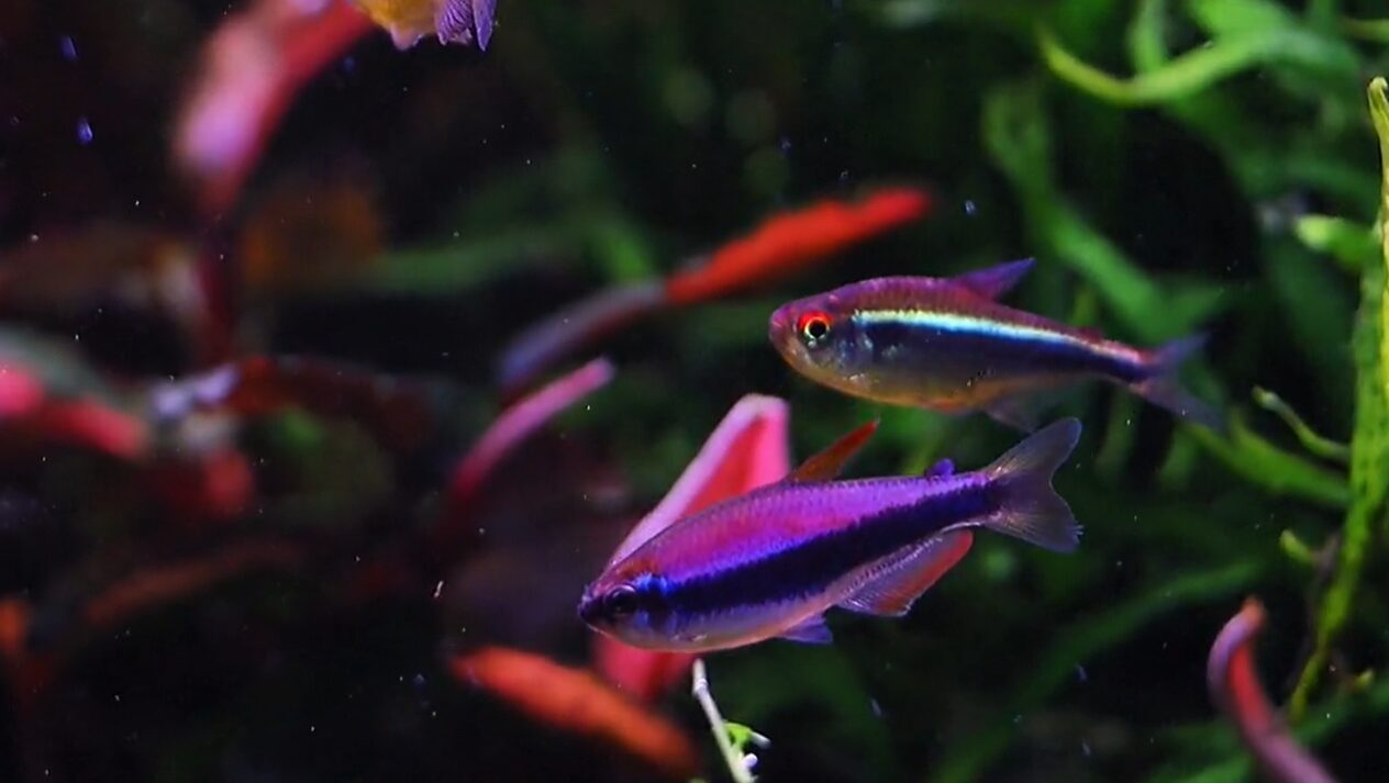 Cá Neon Hoàng Đế Cối - Cá Cảnh Thủy Sinh Trung Tín